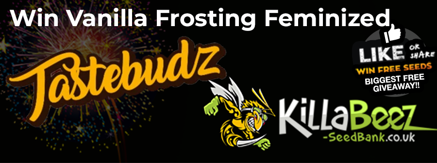 Trick or Treat? KillaBeez Seed Bank has got you covered! - Killabeez ...